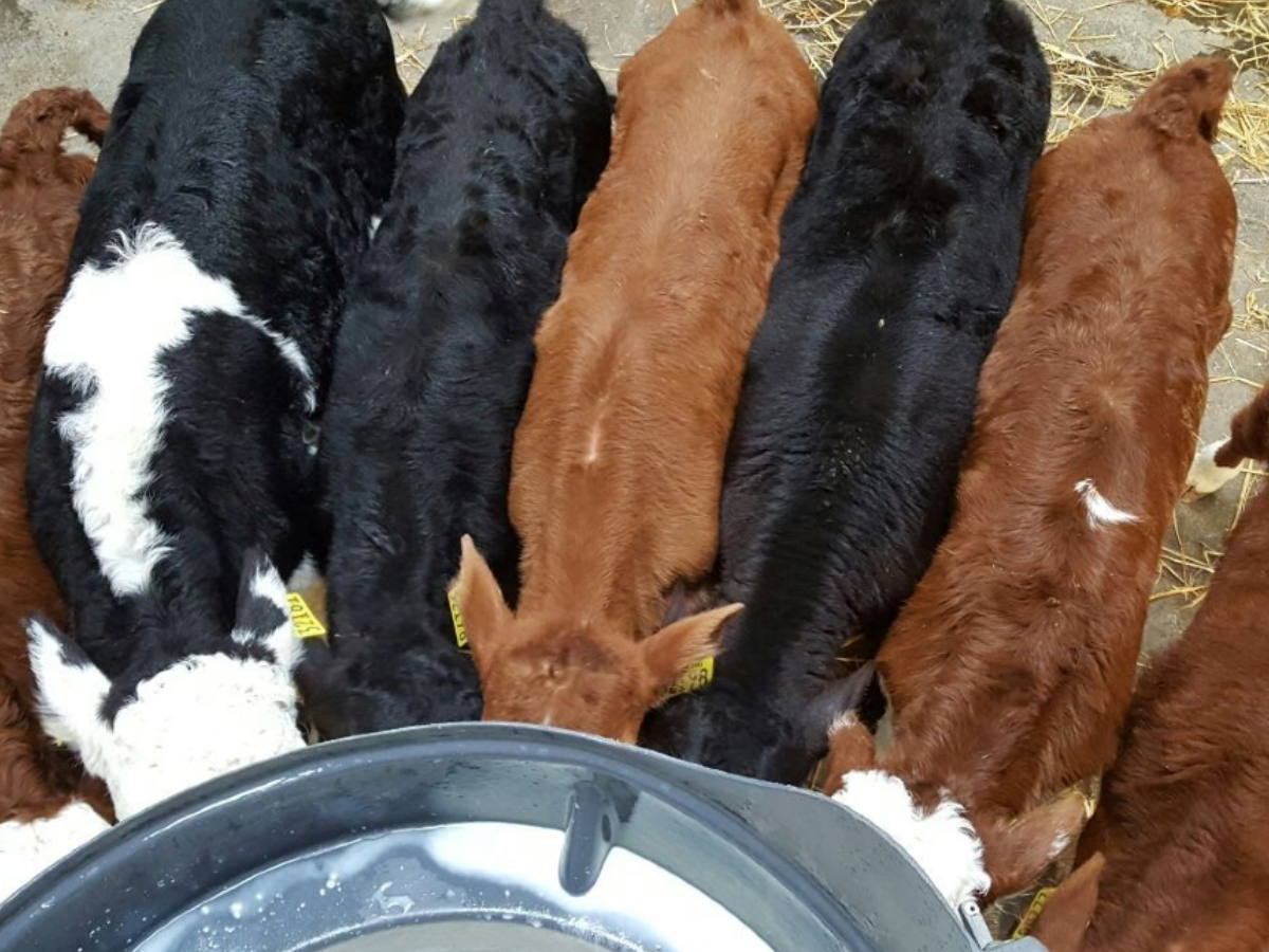 Colostrum & Transition Milk Archives - Calf Chat