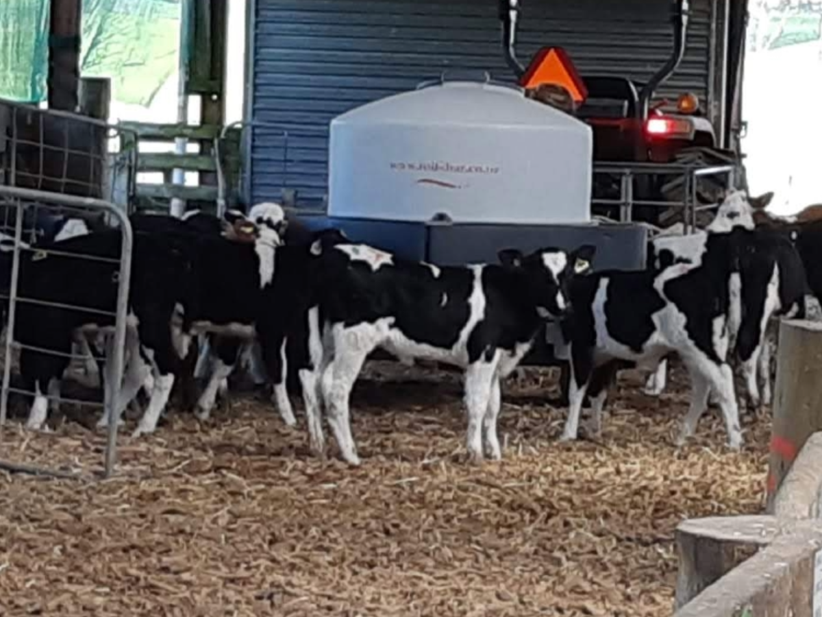 Colostrum & Transition Milk Archives - Calf Chat