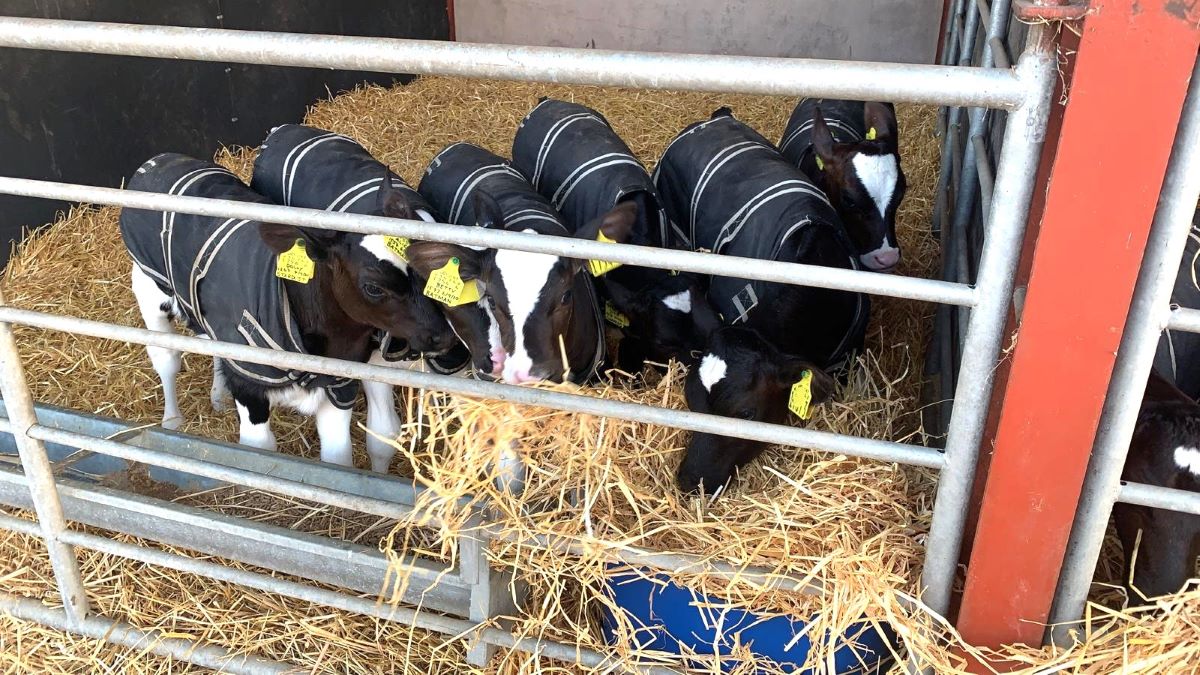 Milk Feeding Calves Once a Day Versus Twice a Day - Calf Chat