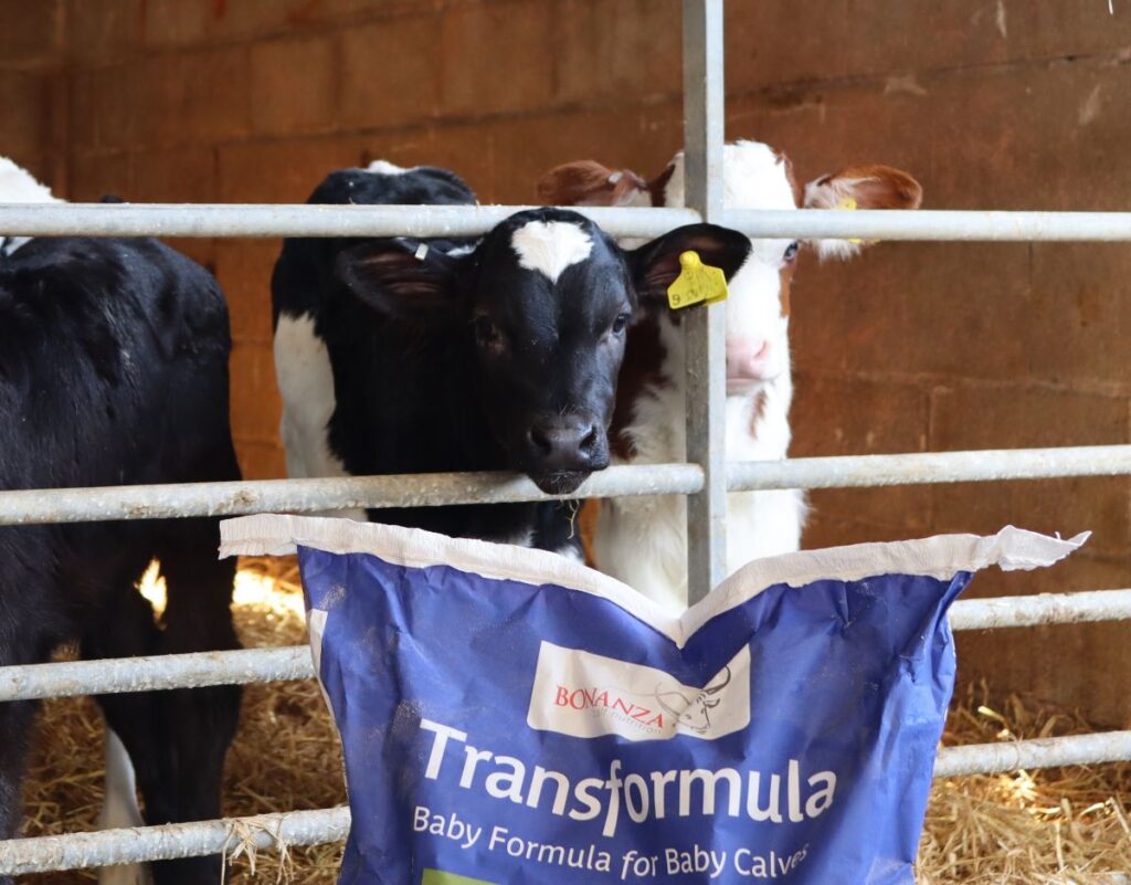 Feeding Transition Milk: Key Benefits for Calf Health and Growth - Calf Chat